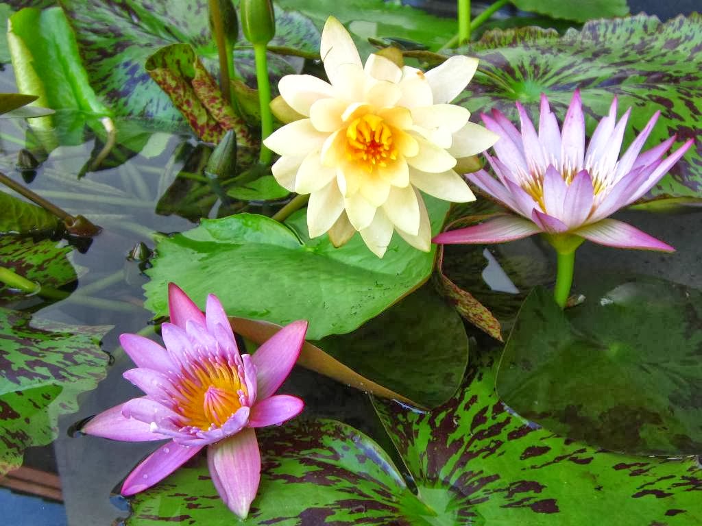 TAMAN SWARGALOKA: TERATAI