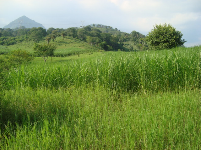 Maralfalfa Veracruz MEXICO