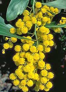 Golden Wattle (Australia national flower) flowers flowers