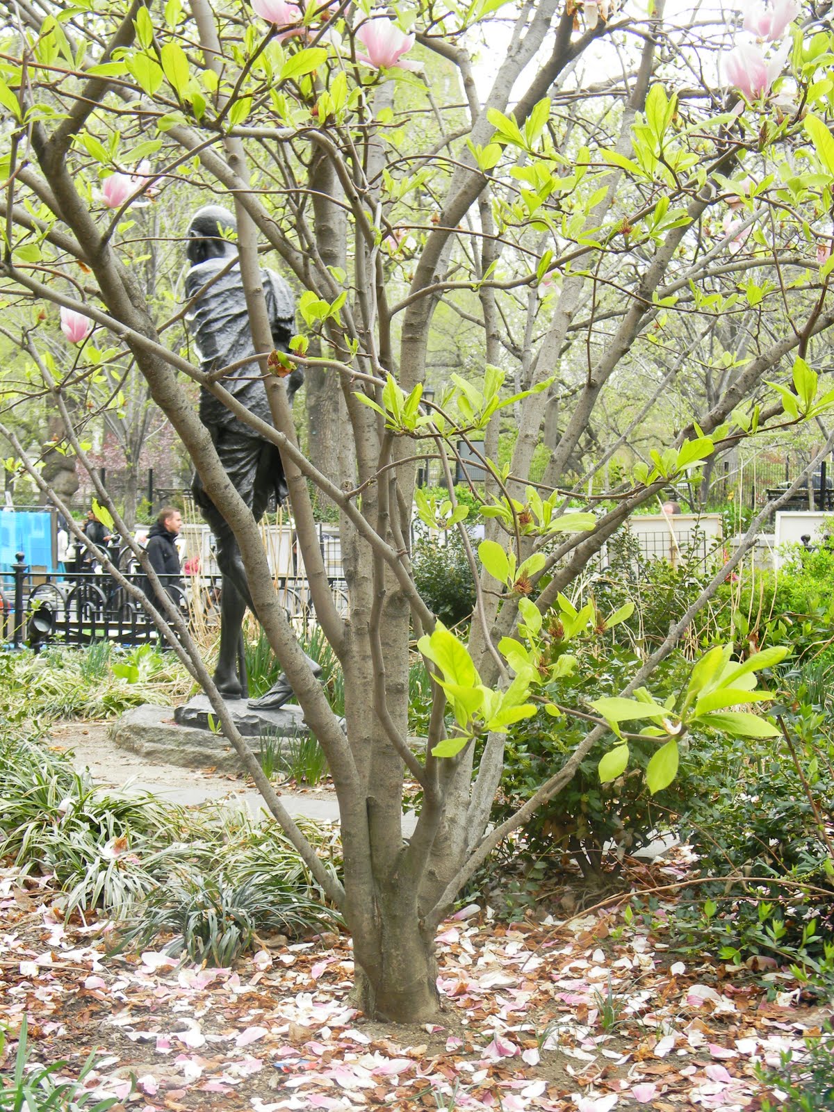 Brown Sugar Magnolia