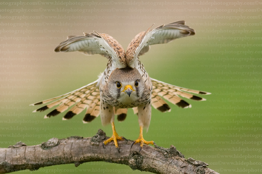Kestrel | The Life of Animals