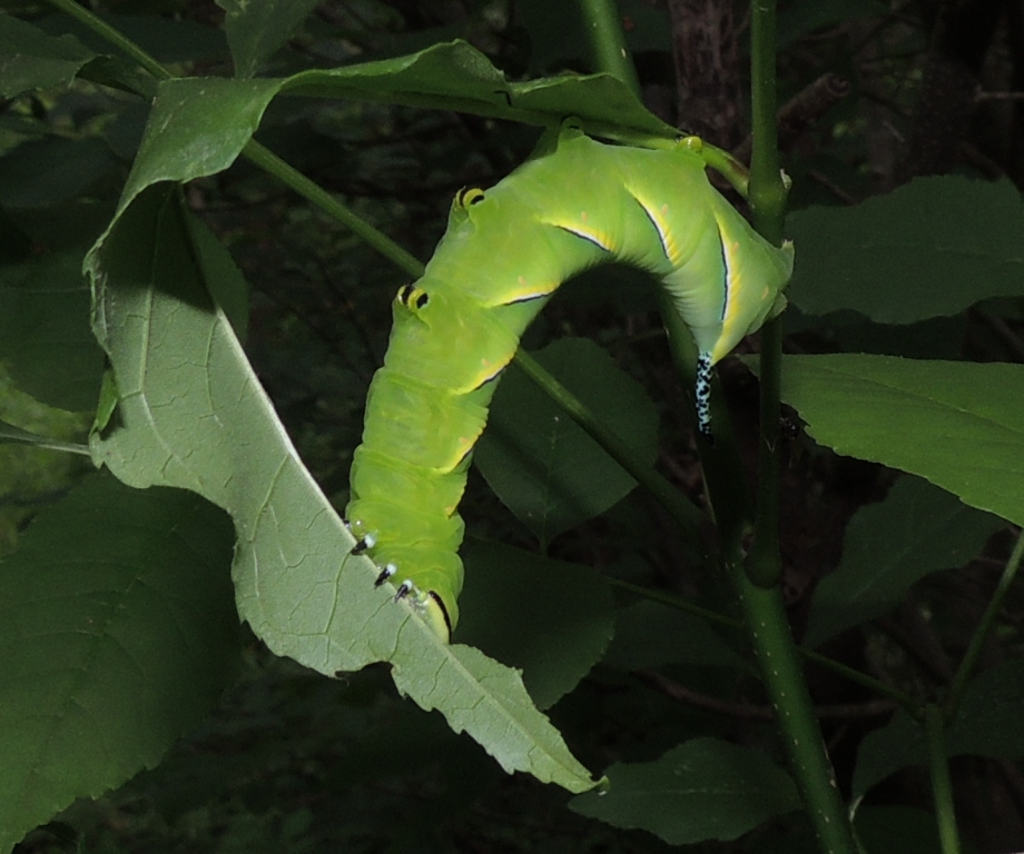 Ohio Birds and Biodiversity: June 2012