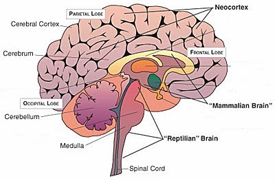 The Vinod Wadhawan Blog: 119. The Human Neocortex