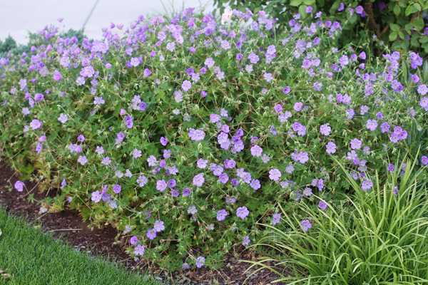 VW Garden: The Pros and Cons of Rozanne Hardy Geranium