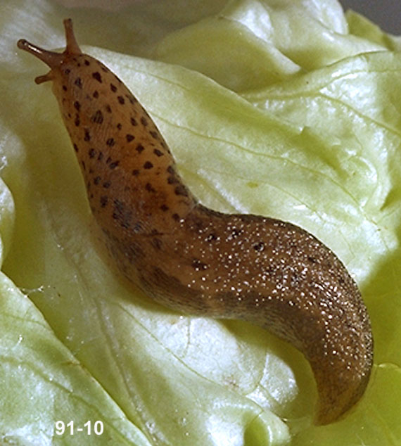 BERMTOPIA: The news from When Pigs Fly Farm