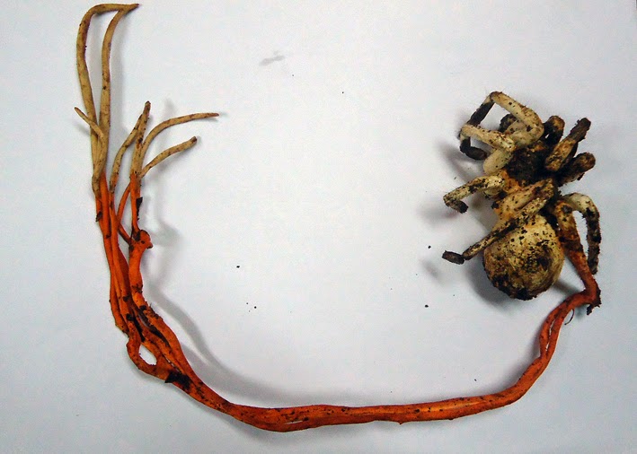 Hongo Sorongo....: Cordyceps