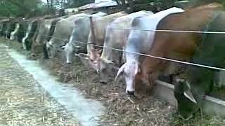 LOS BOVINOS EN LA GRANJA INTEGRAL