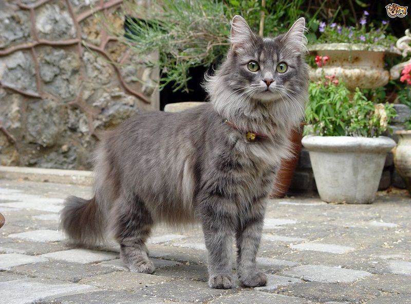 Mengenal 4 Ciri Ciri Kucing Norwegian Forest - Dunia Hewan