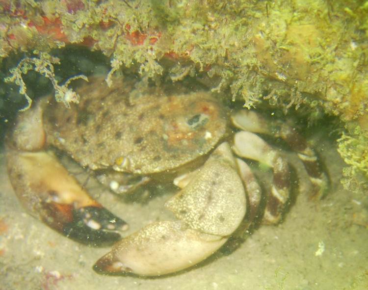 Stay In Touch With Collier County's Sea Grant Extension Program: A ...