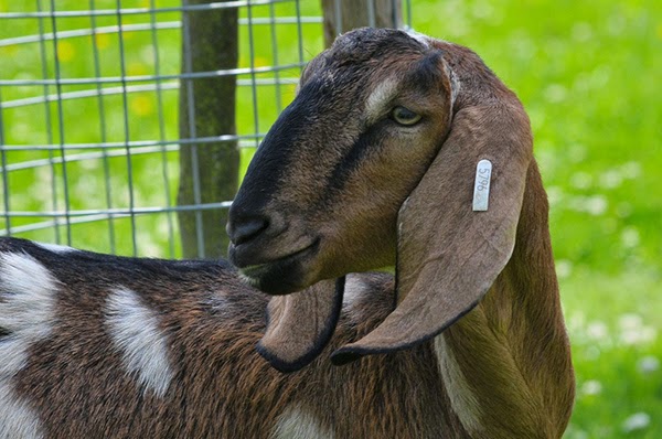 Goat Production System: Purchasing Your Stocks
