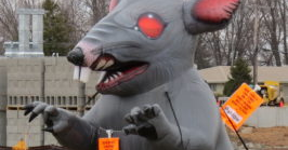 ProfLERoy: Are Rats Permitted as Symbolic Protests on Public Property?