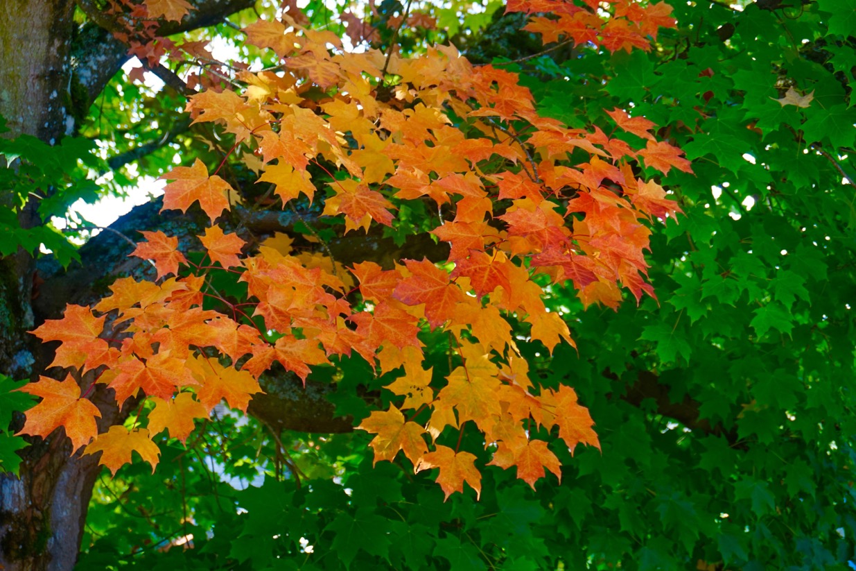Shoreline Area News: Photo: Orange leaves