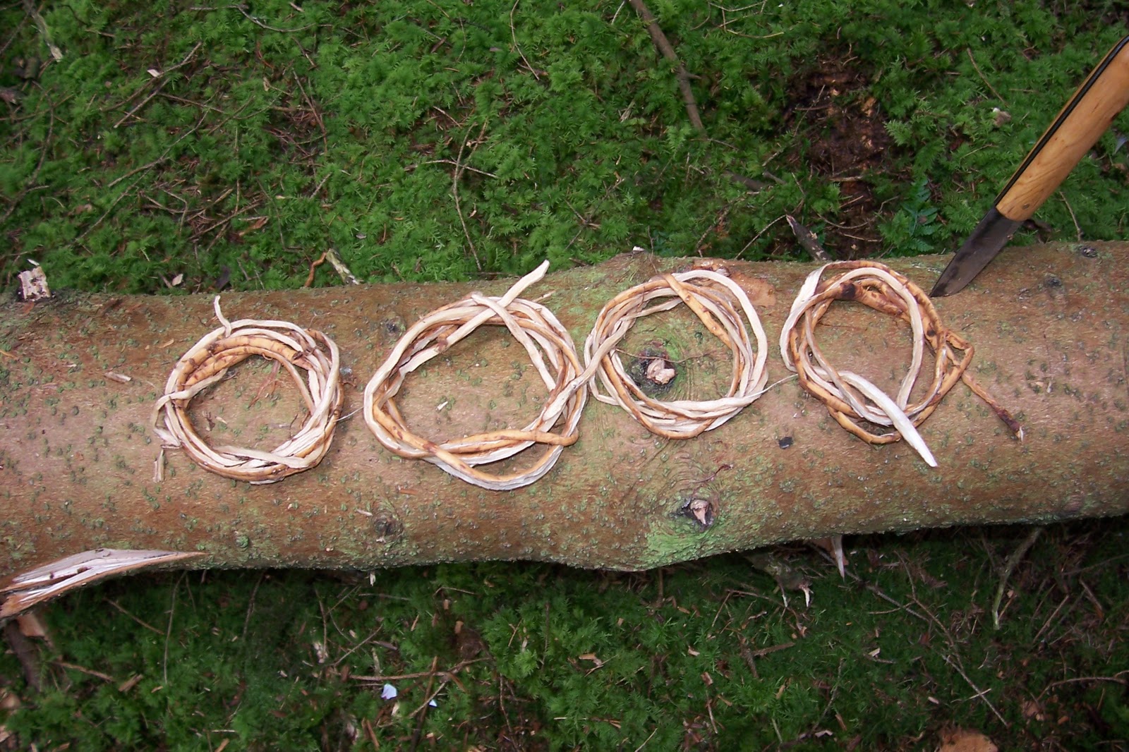 BUZZARD BUSHCRAFT: Spruce root cordage