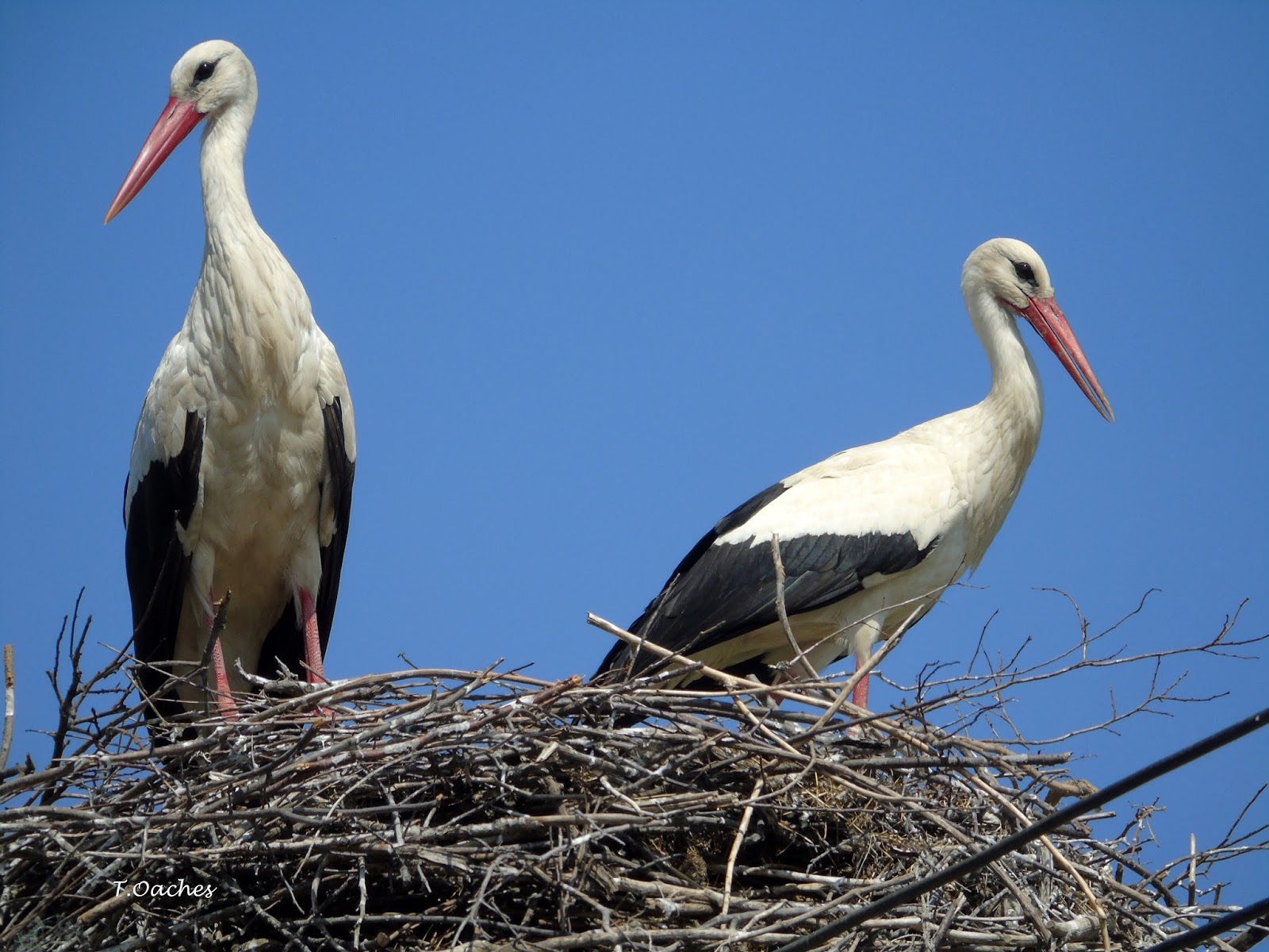 PASARI DIN ROMANIA: BARZA, Ciconia ciconia