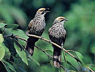 Memasterkan burung cucak rawa - Ocehan Kenari