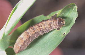 Cutworms in your gardens