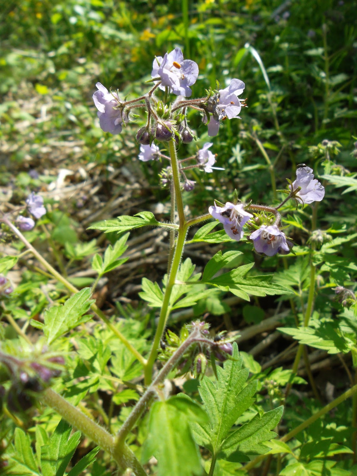 Chlorofiend & Pistillate: April Wildflower Hike- Salt Lick