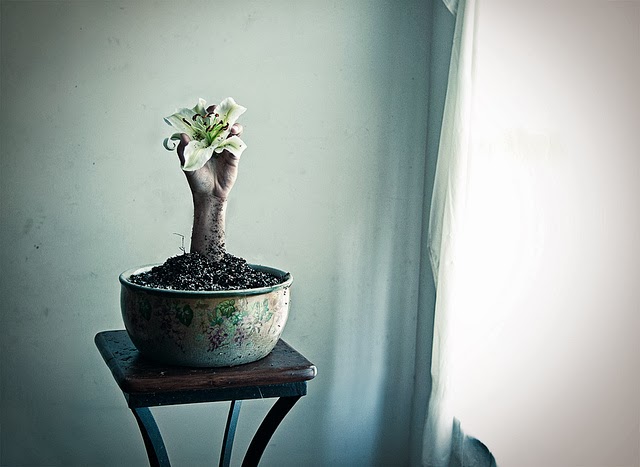 Cromofora La ( Paloma) Contemporary Online Art Gallery: CHRISTIAN HOPKINS