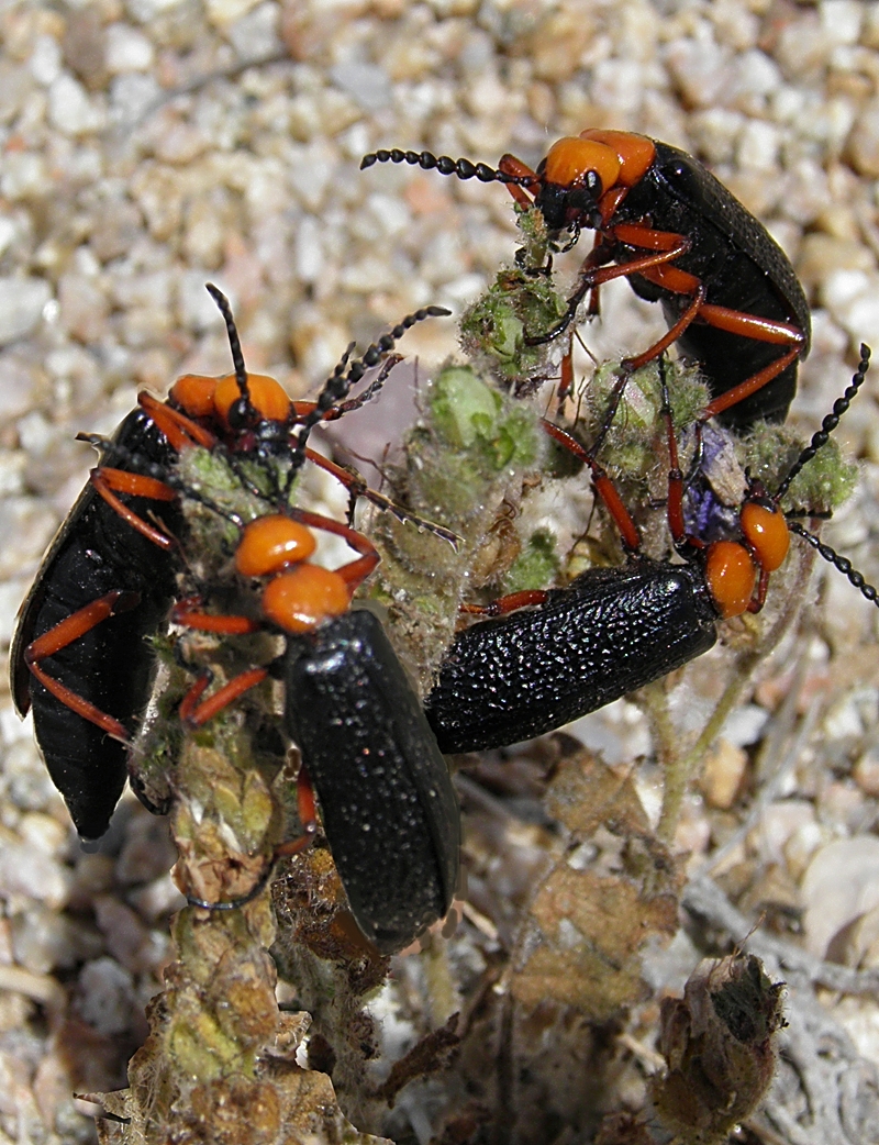 Arizona: Beetles, Bugs, Birds and more: Master Blister Beetle Procession