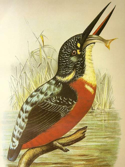 Blyth's kingfisher | Birds of India | Bird World