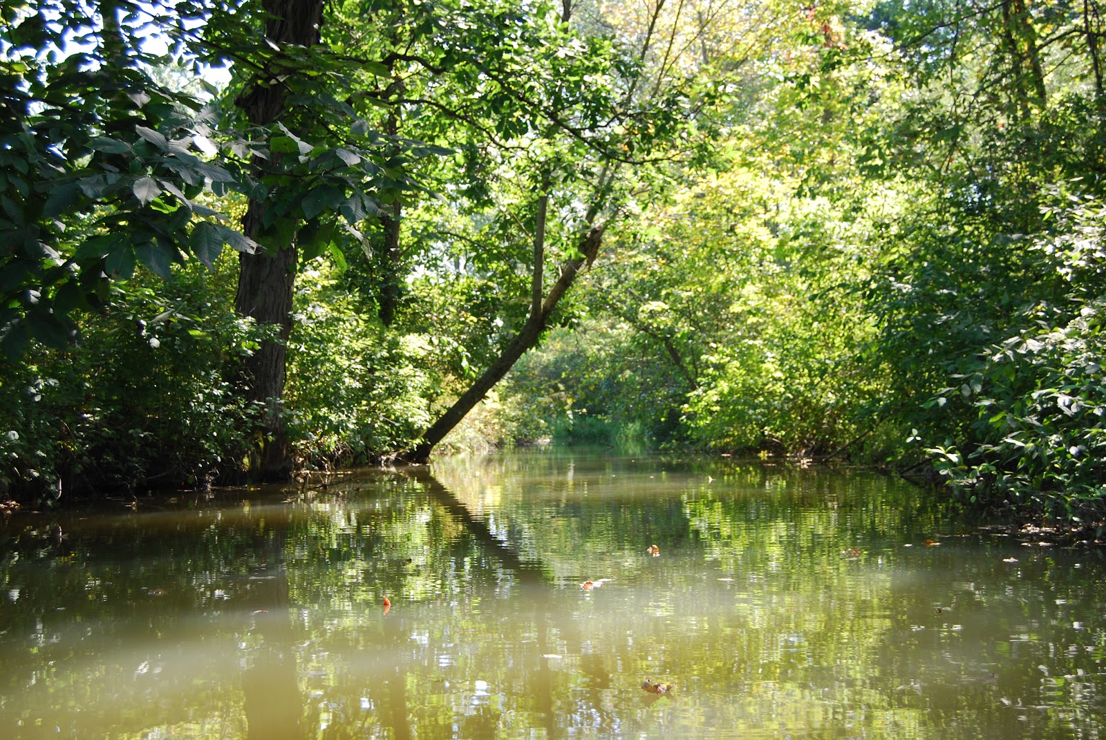 Birds, Butterflies, and Blossoms: A Nature Journal