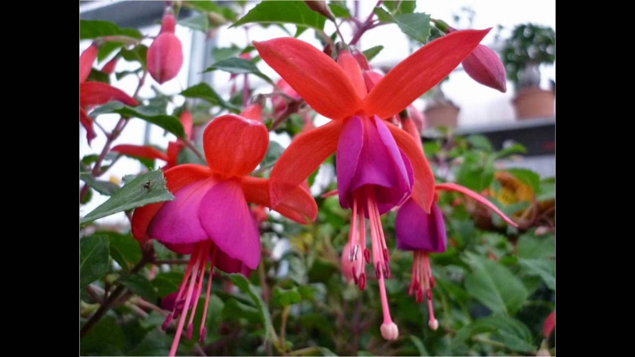 Fuchsia magellanica «aljaba» - Id Plantae