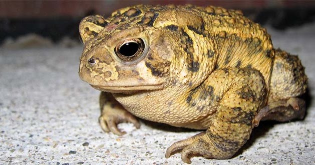 Bio World: AMPHIBIA CLASS, VERTEBRATA