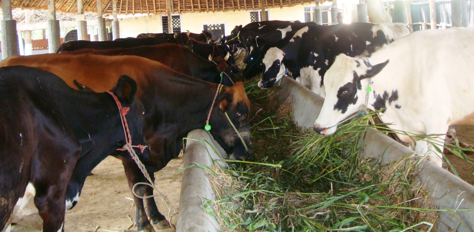 Ngo News Blog Newsline Sorghum Is An Excellent Fodder For Cows