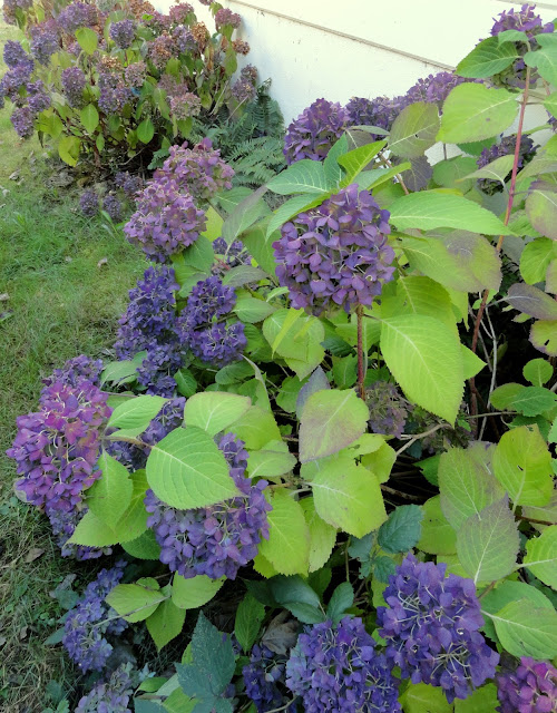 danger garden: In a Vase on Monday, the "Goodbye Neighbors" edition