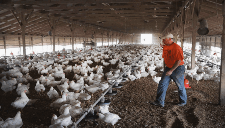 Vacancy in Poultry Farm Workers at Canada - KipJob