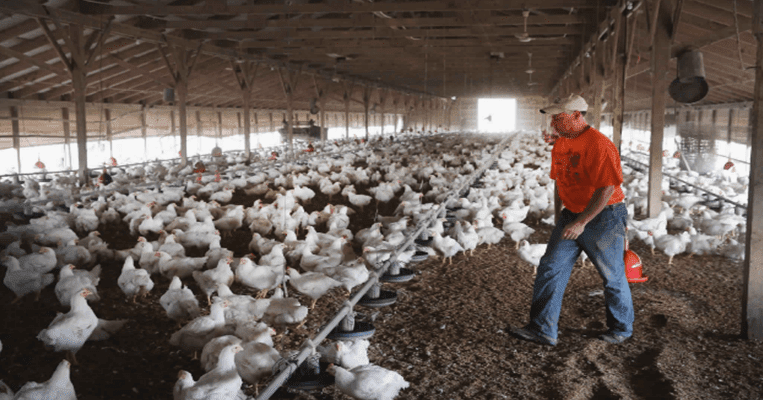 Vacancy in Poultry Farm Workers at Canada - KipJob