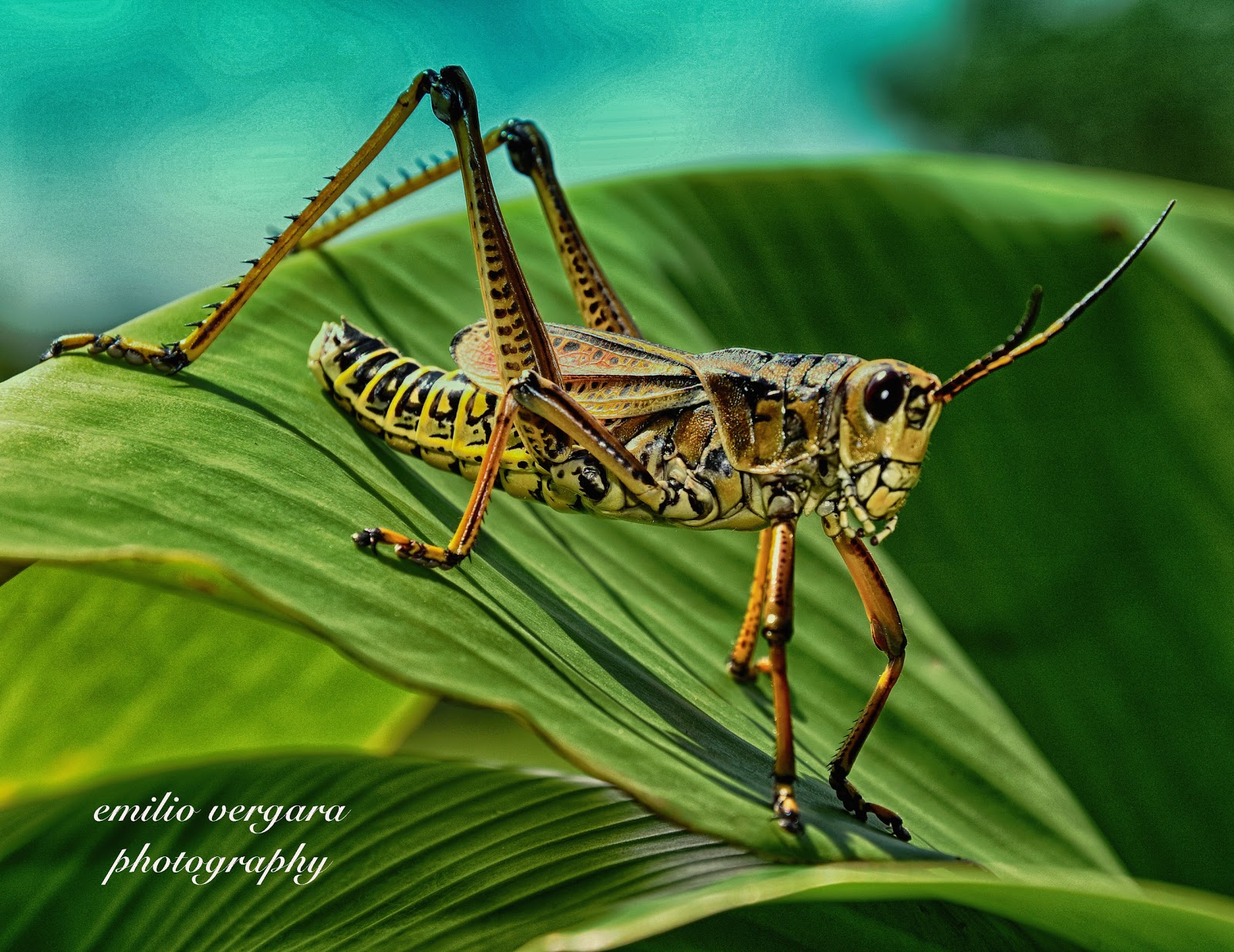 Skyshadow Photography: Other Things