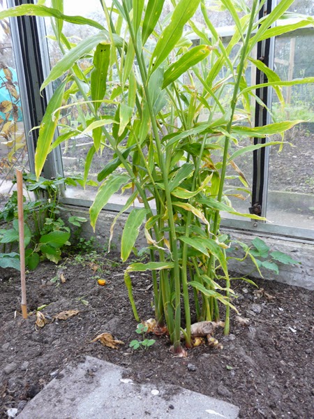 huis-tuin-en-keuken: C: Gember kweken en oogsten