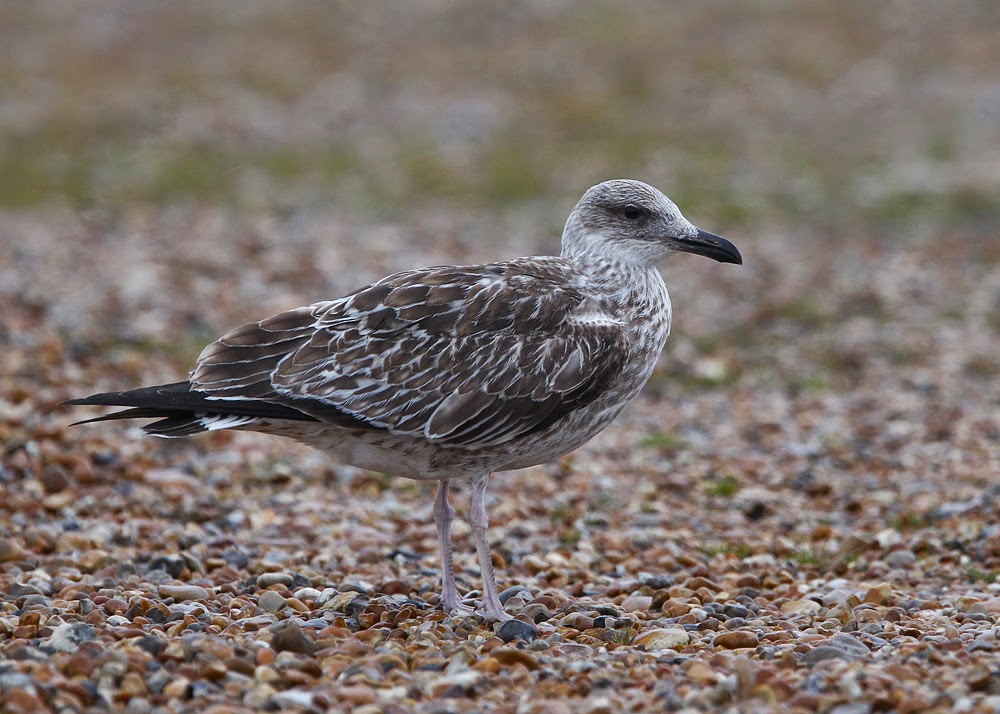 Richard Smith - Birdwatching Days Out: Audouin's Gull, 2nd winter and ...