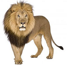 Curiozitati: Curiozitati despre leu