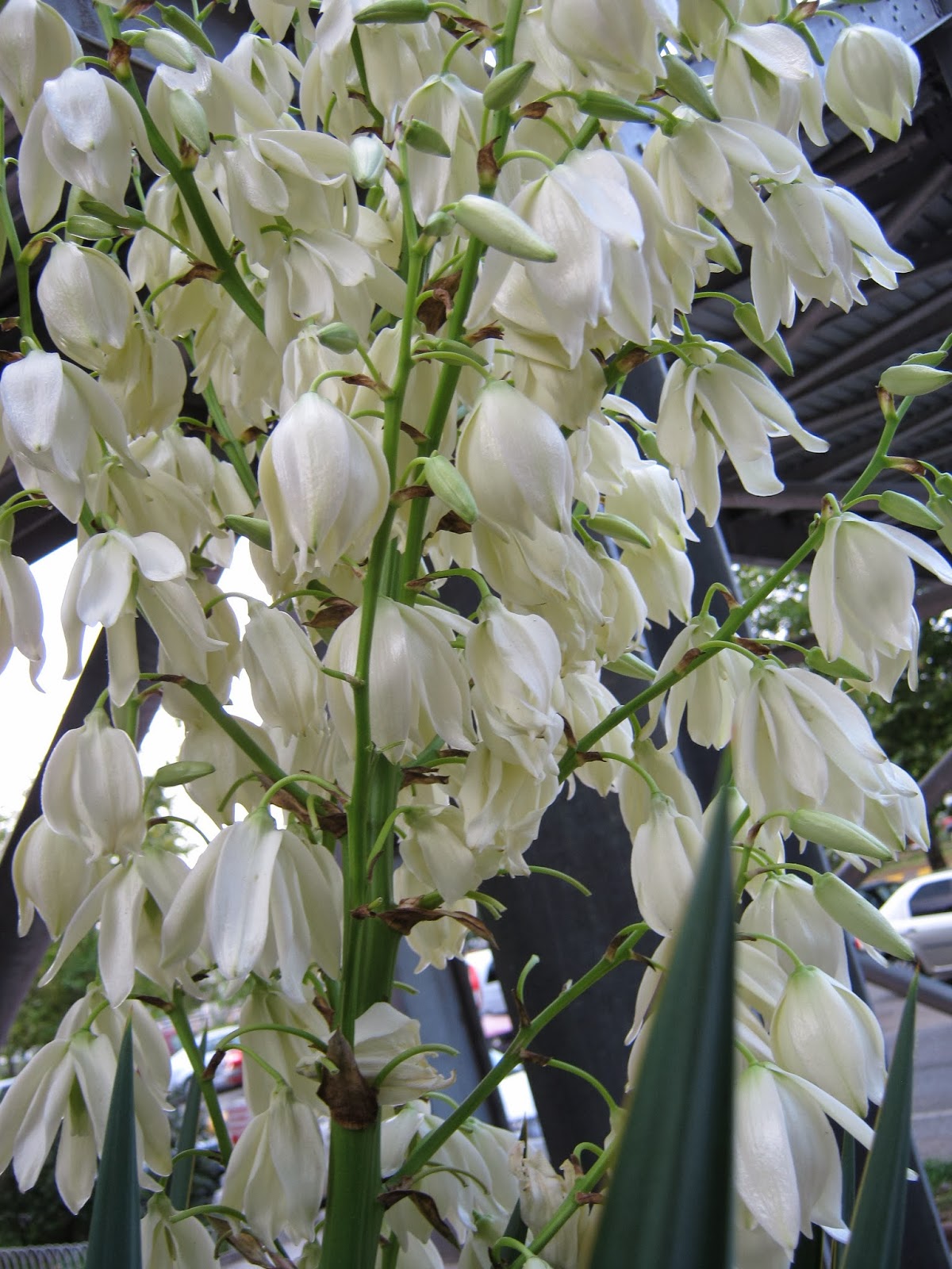 Çiçekler Alemi - Doğal Manzaralar