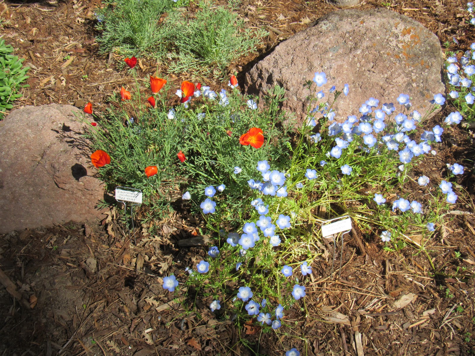 Gardens Gone Native: A Native Plant Garden Tour in the Sacramento Valley