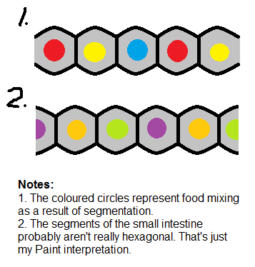 Year 11 Misadventures: Digestion and Absorption of Food- Part 2