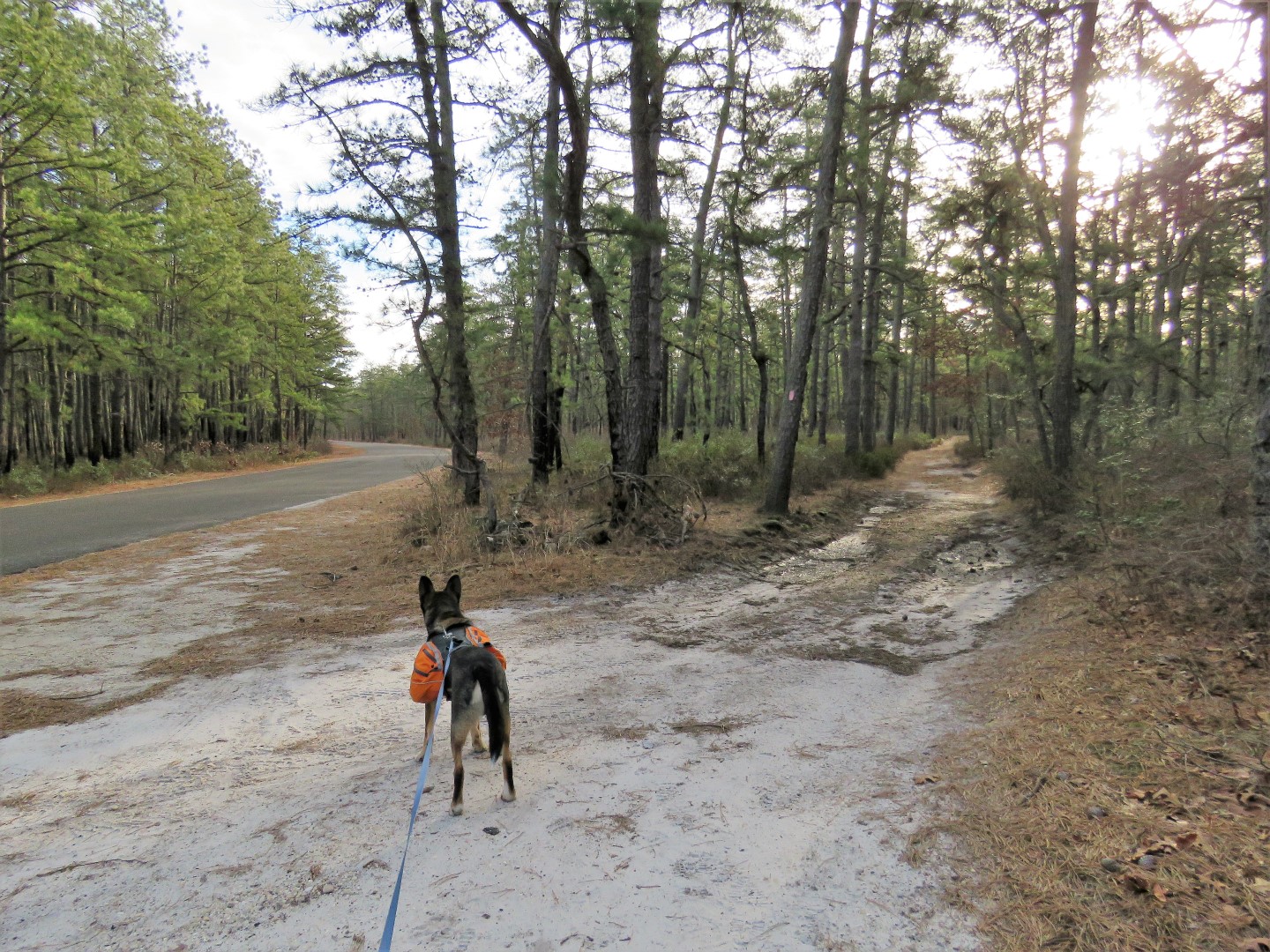 Hiking Wharton Earth Forest, Nj - Batona Trail From Batsto To Mile Mark ...
