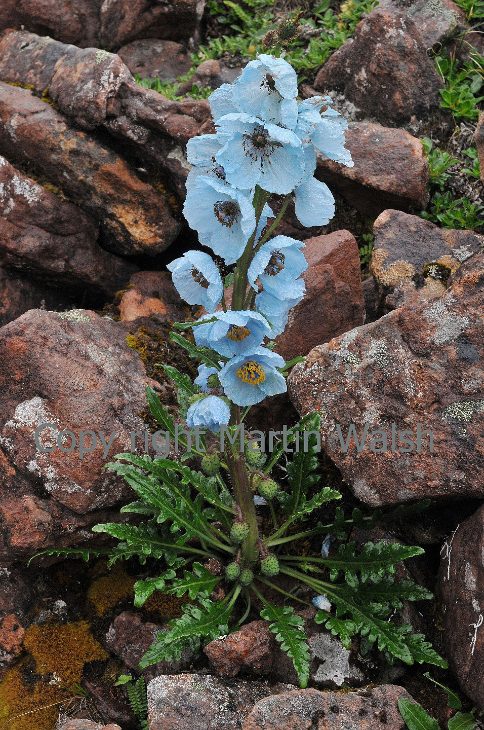 Meconopsis World - A Visual Reference: Meconopsis speciosa - Photos In ...