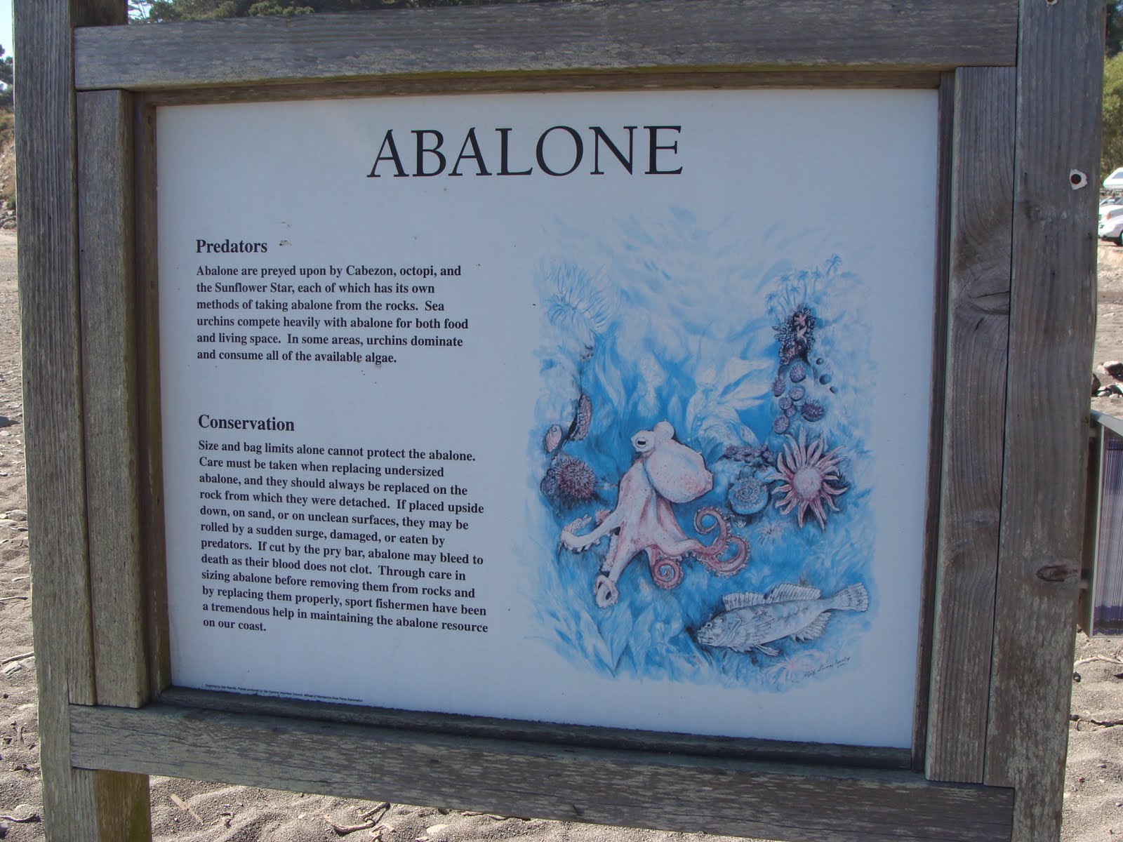 Cindy Anderson Deetz