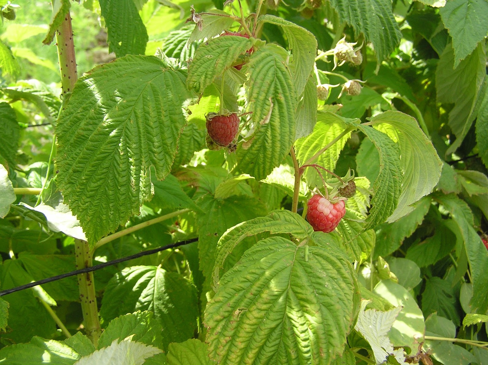 EL HUERTO ES FACIL: CÓMO RECOLECTAR FRAMBUESAS