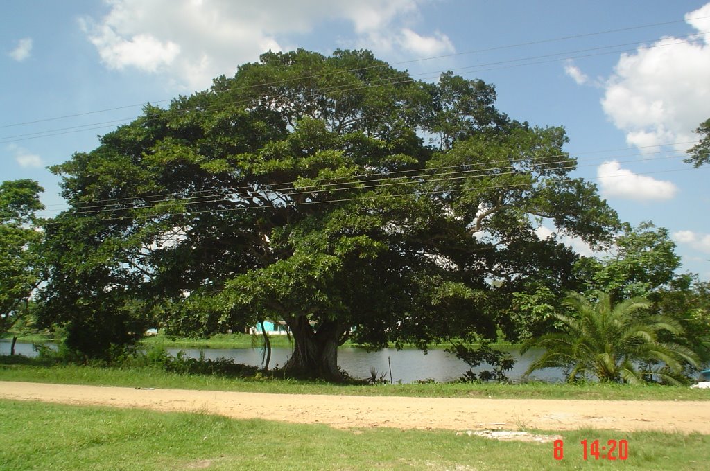 NotiGrillo - Las Noticias Al momento: Acula Veracruz