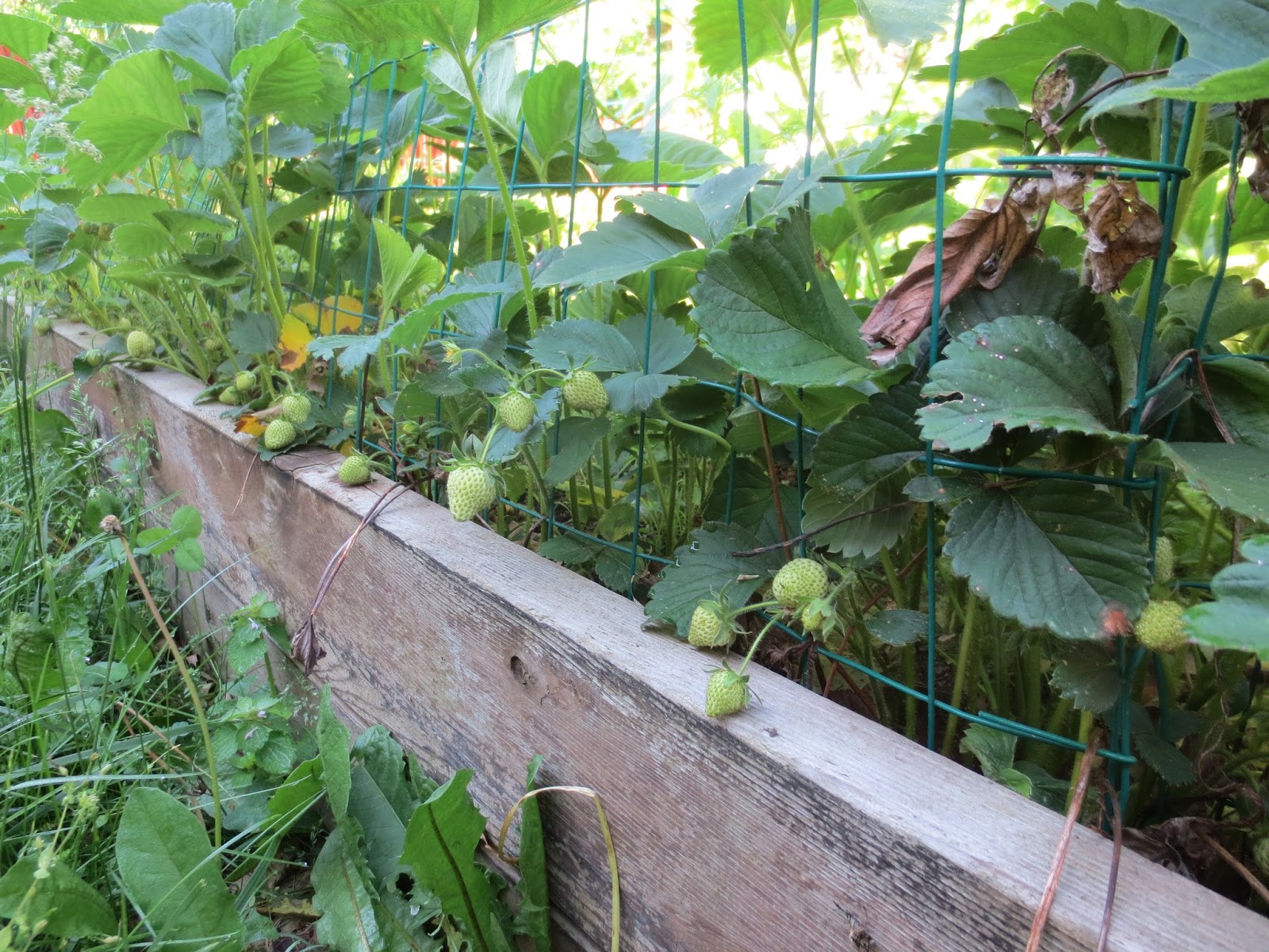 Missouri Beginning Farming: Successful Microclimate Modification in ...