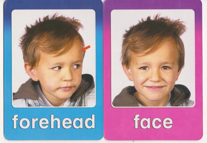 kedai online dhonest: FlashCards : Amazing Board Flashcard My Body