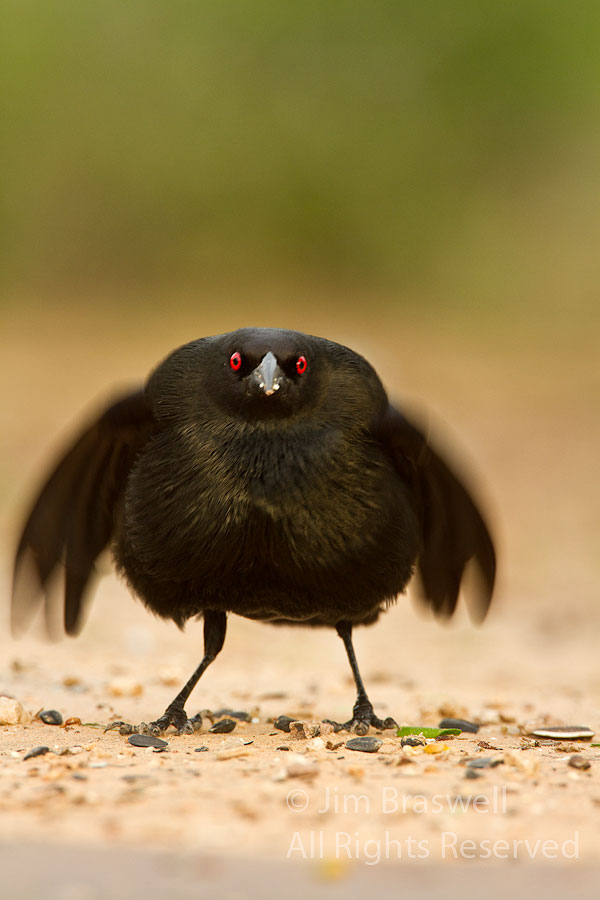 Birding Is Fun!: South Texas Bird Photography, Part 3