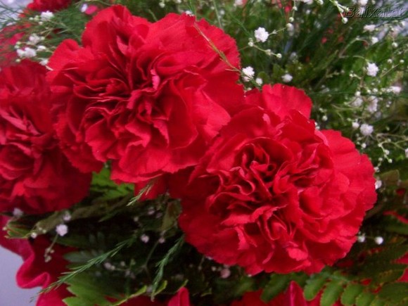 Flores, cultivo e significado das flores: Cravo vermelho, significado ...