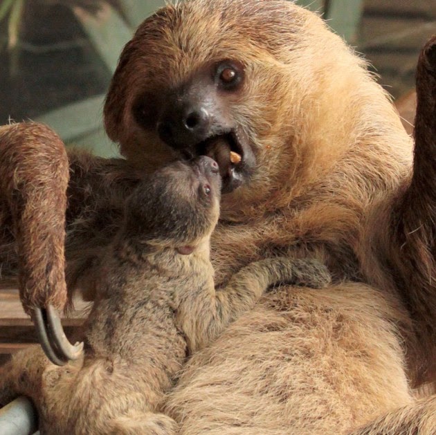 White Wolf : First Ever Baby Sloth Born at London Zoo Is Adorable (Video)