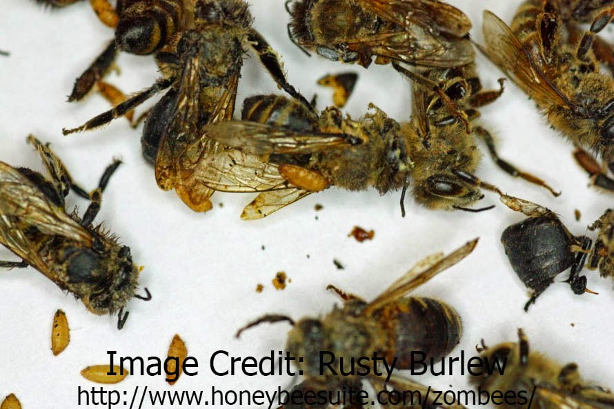 Bizarre Creature of the Day: Creature 151: Apocephalus borealis