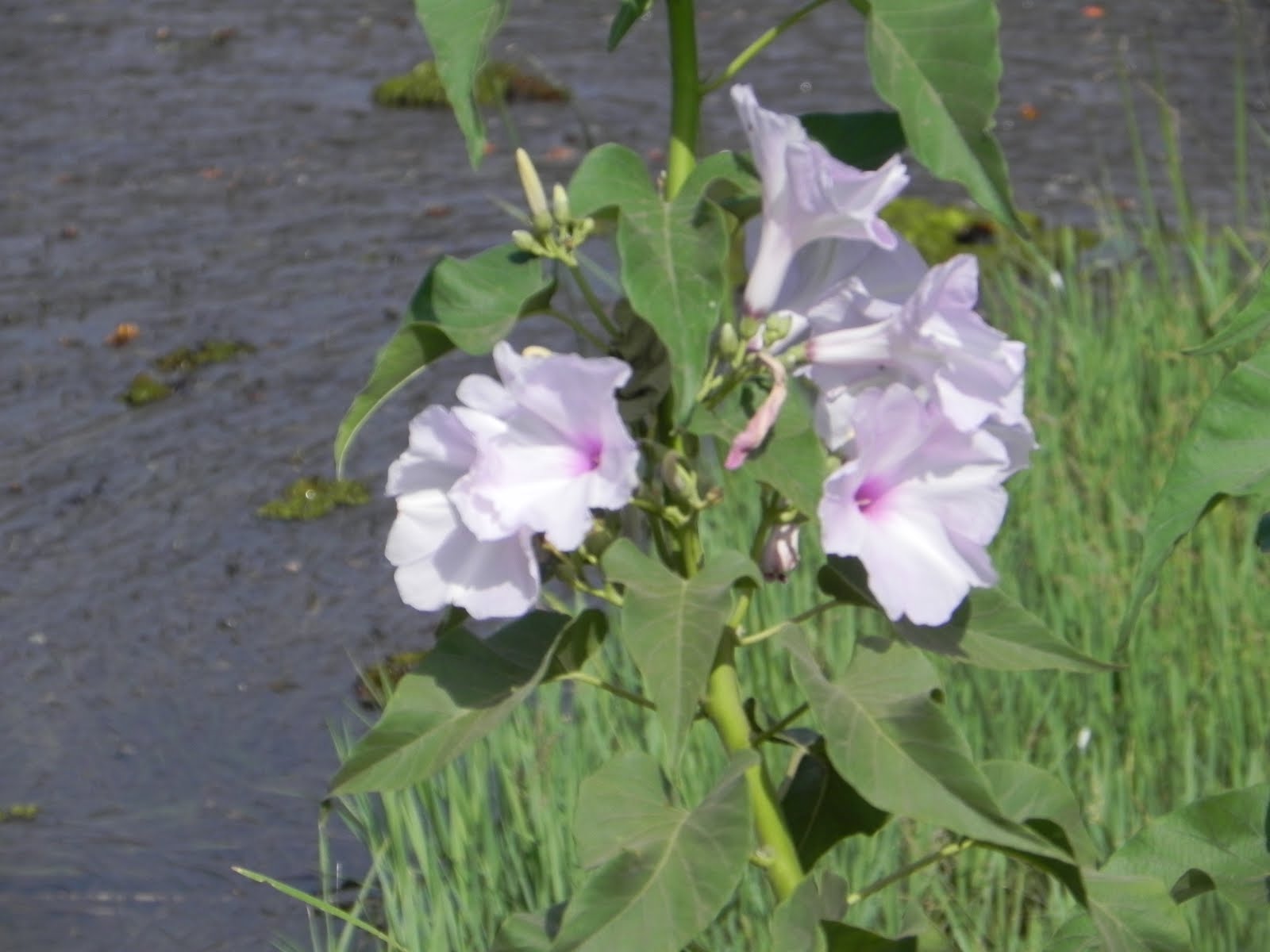 "मेरे ख्वाबों की दुनिया": "बेशरम का फूल